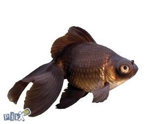 Japanke ribice - Ribice - OLX.ba