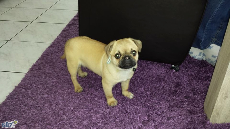 Mops Pas