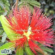 Albicija albizia julibrissin (sjeme) kineska mimoza - Sjemena - OLX.ba