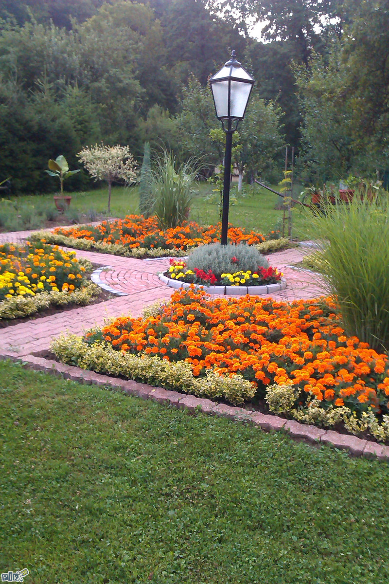 Albicija albizia julibrissin (sjeme) kineska mimoza - Sjemena - OLX.ba