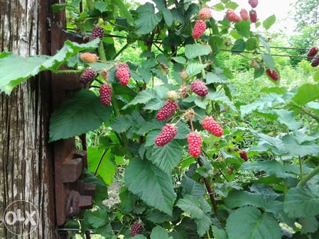 sadnice maline,smokve,tajberija - Sadnice - OLX.ba