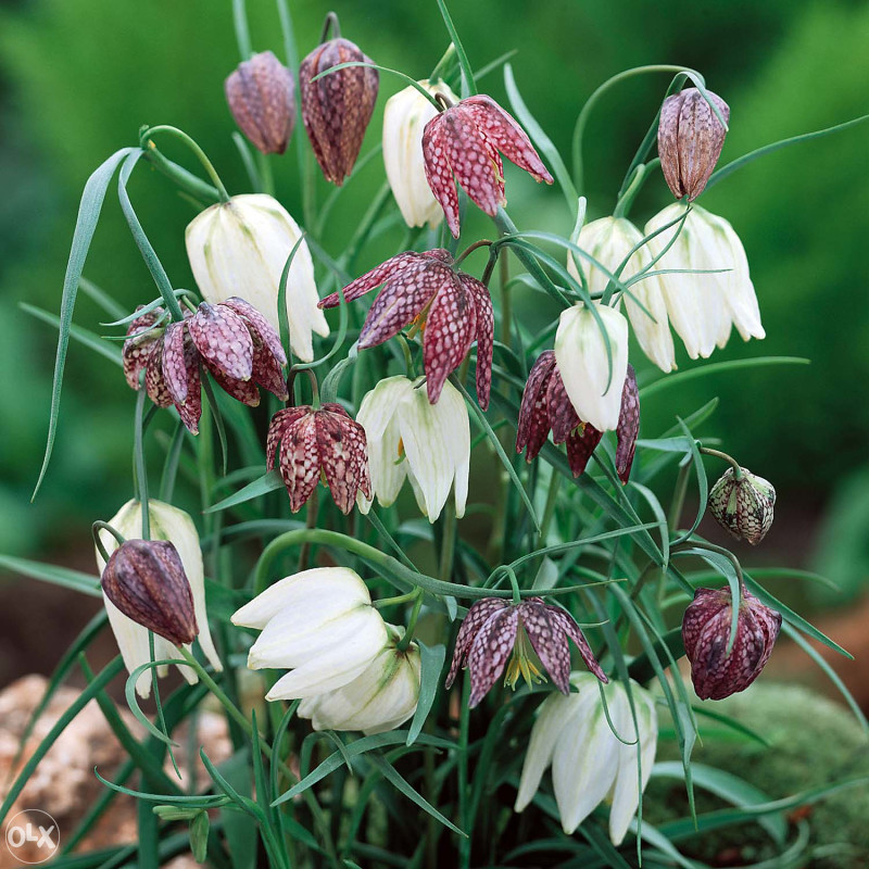 Carska kockavica, Košutica (Fritillaria) MIX - Biljke i cvijeće - OLX.ba